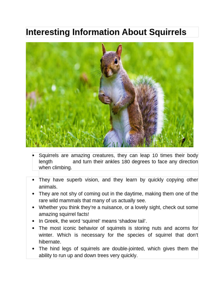Interesting Information About Squirrels | PDF | Squirrel | Zoology