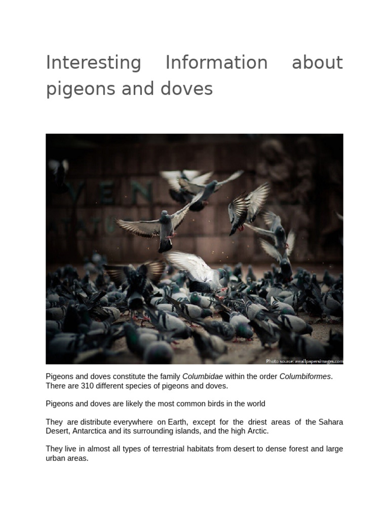 Interesting Information About Pigeons and Doves | PDF | Columbidae ...