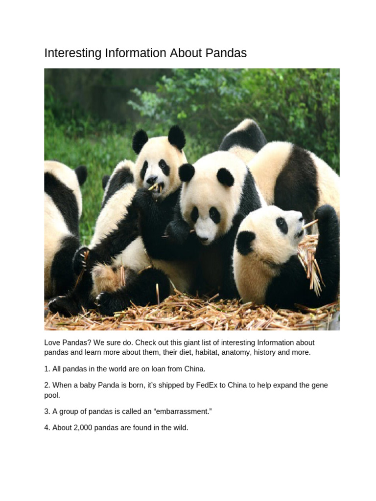 Panda Diet and Interesting Facts | PDF | Giant Panda | Zoology