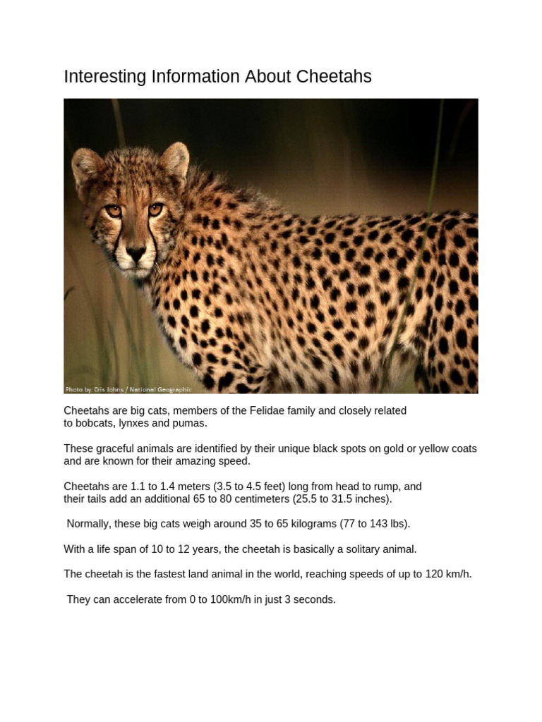 Interesting Information About Cheetahs | PDF | Zoology | Felids