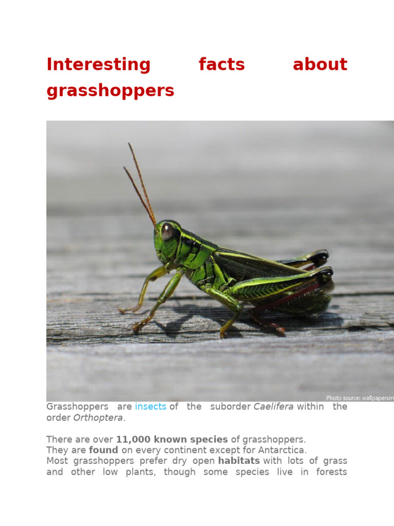 Interesting Facts About Grasshoppers | PDF | Insects | Zoology