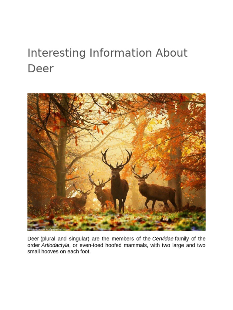 Interesting Information About Deer | PDF | Deer | White Tailed Deer