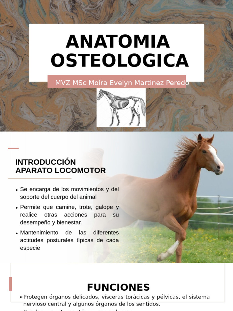 Anatomía del Aparato Locomotor Animal | PDF | Hueso | Esqueleto