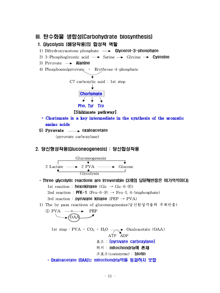 Biochem11-08-Carbohydrate Biosynthesis | PDF | Glycolysis | Pyruvic Acid