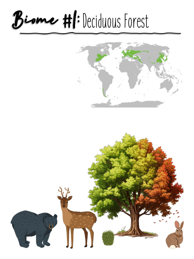 Deciduous Forest | PDF