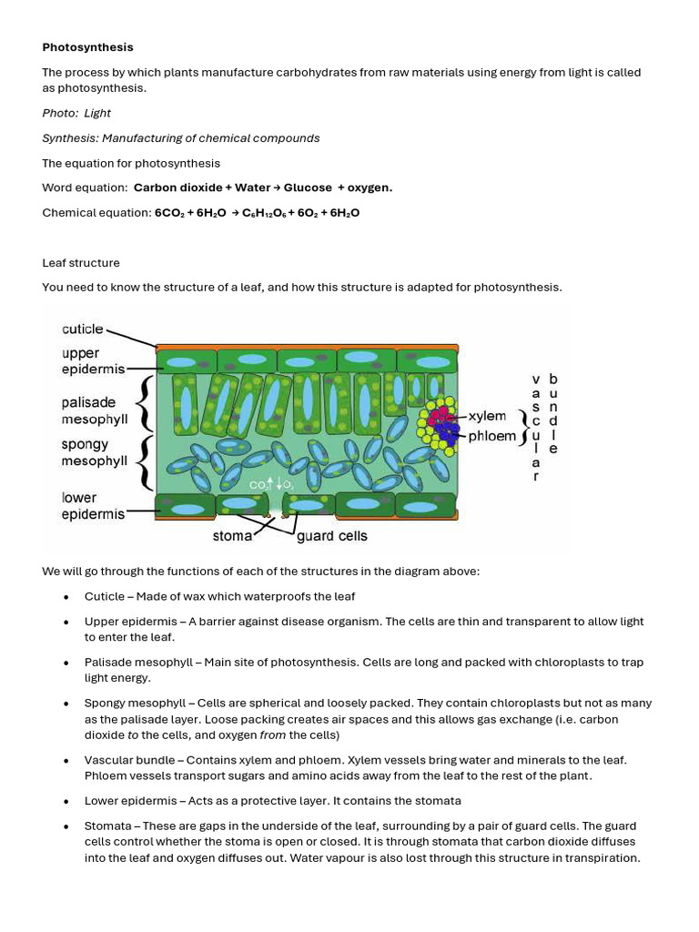 Understanding Photosynthesis Basics | PDF | Leaf | Stoma