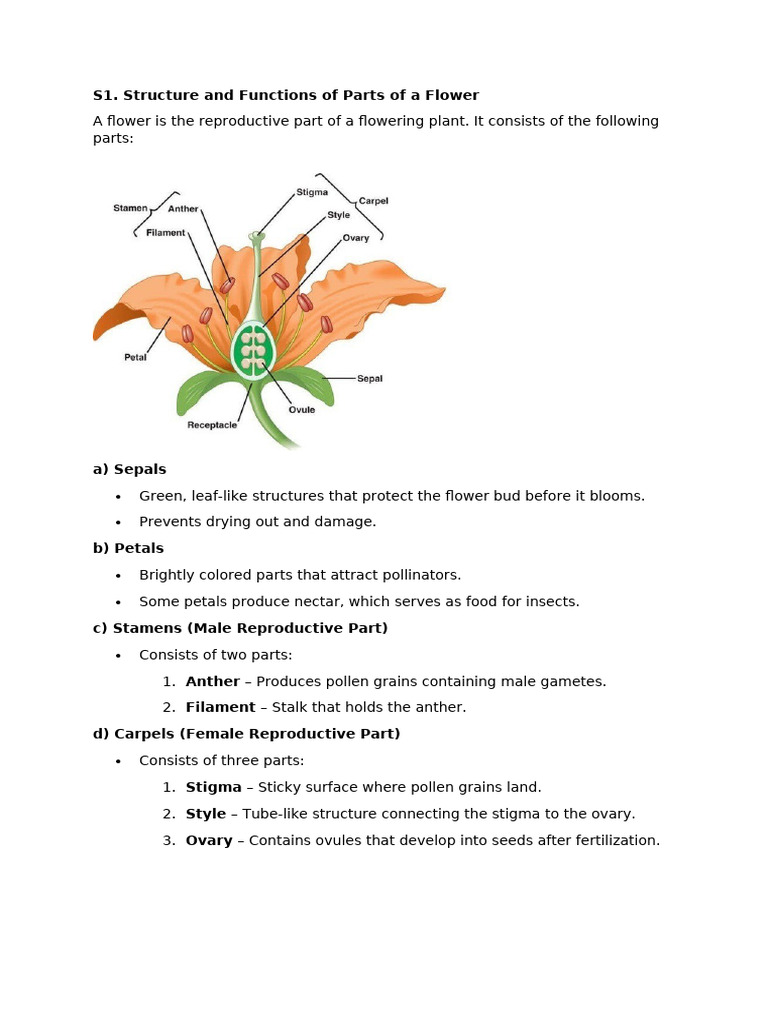 Flower Structure and Reproduction Overview | PDF | Flowers | Pollination