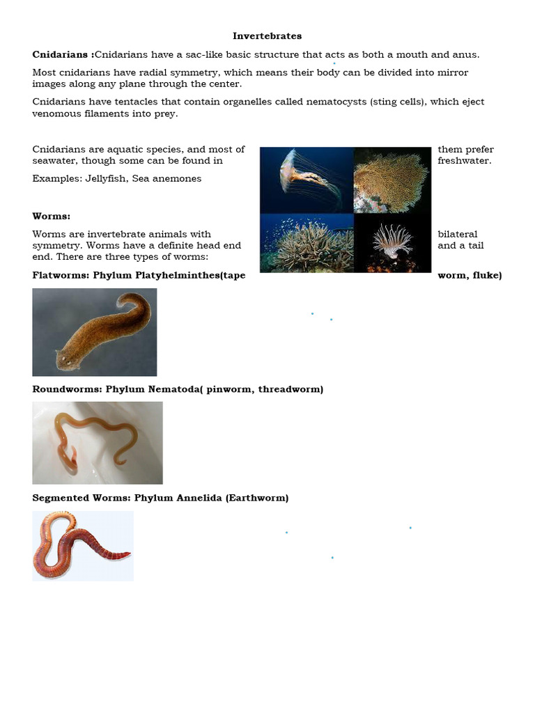 Invertebrates and Plants | PDF | Invertebrate | Plants