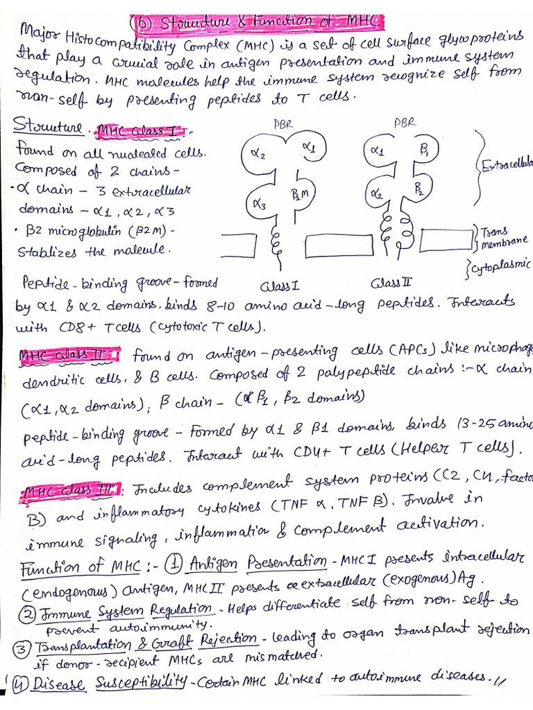 (B) Structure and Function of MHC | PDF