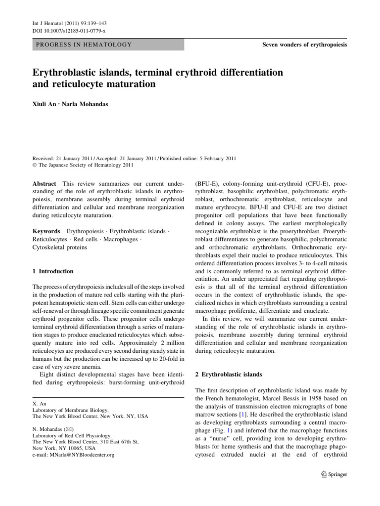 Erythroblastic islands, terminal erythroid differentiation and ...
