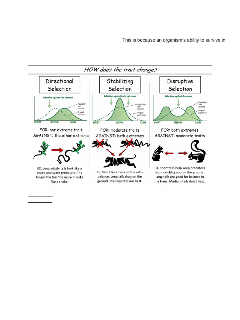 Types of Natural Selection Explained | PDF | Natural Selection | Nature