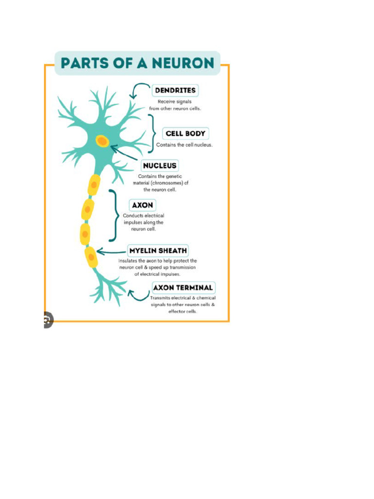 Neuron, Brain and Endocrine System | PDF