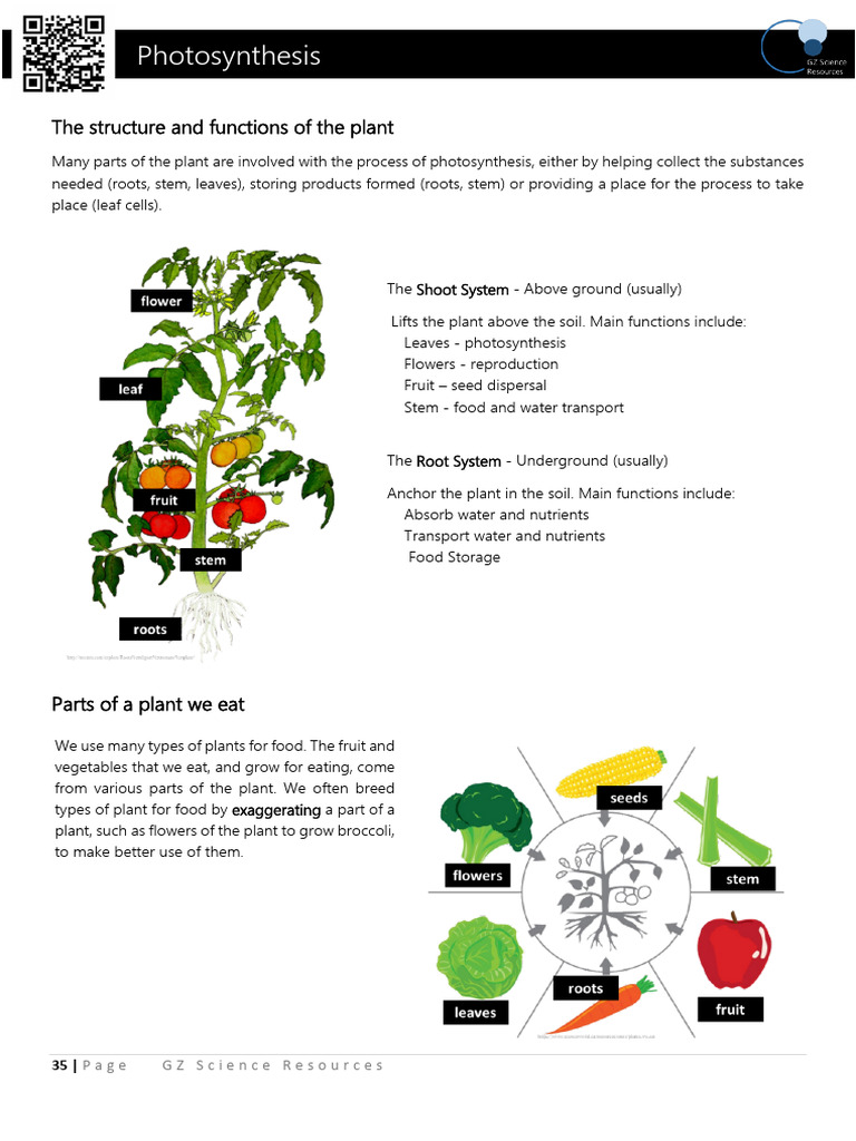 Plant Structure and Photosynthesis Explained | PDF | Leaf | Photosynthesis