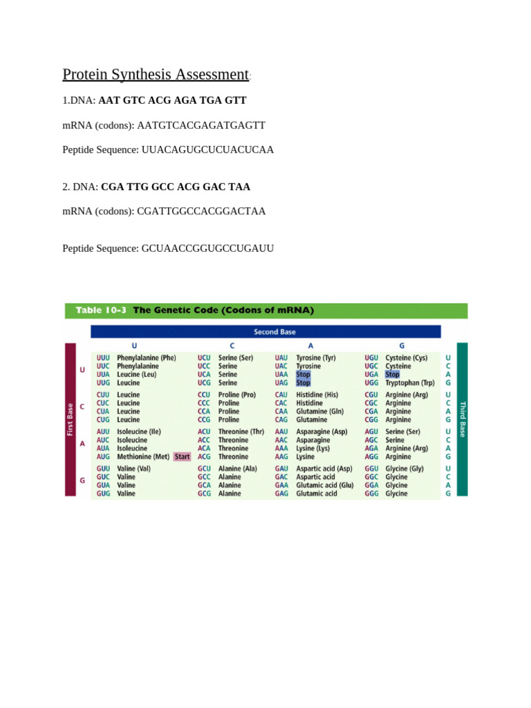 Protein Synthesis Assessment | PDF