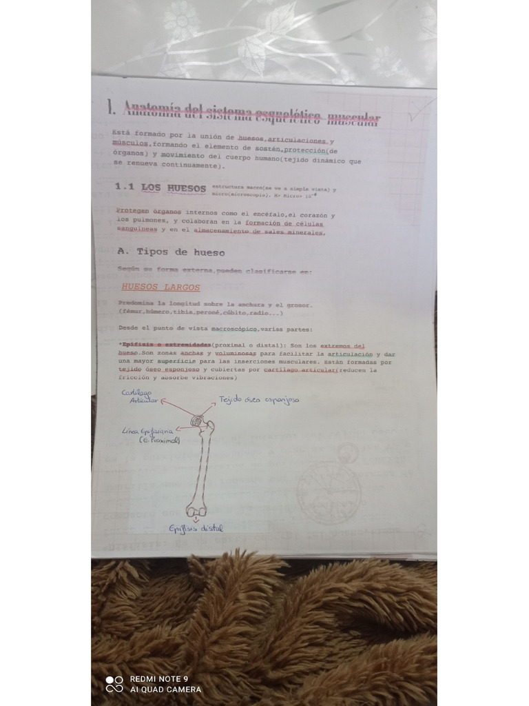 Músculo Esquelético Pdf