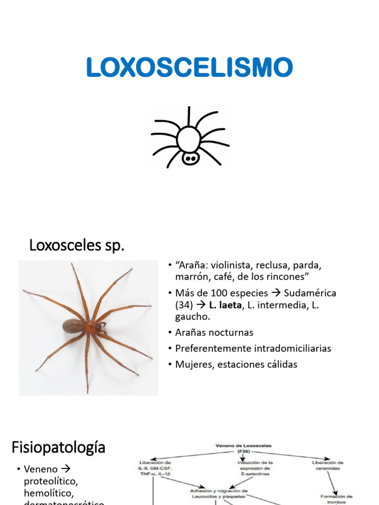 Loxoscelismo y Latrodectismo: Guía Clínica | PDF | Araña ...
