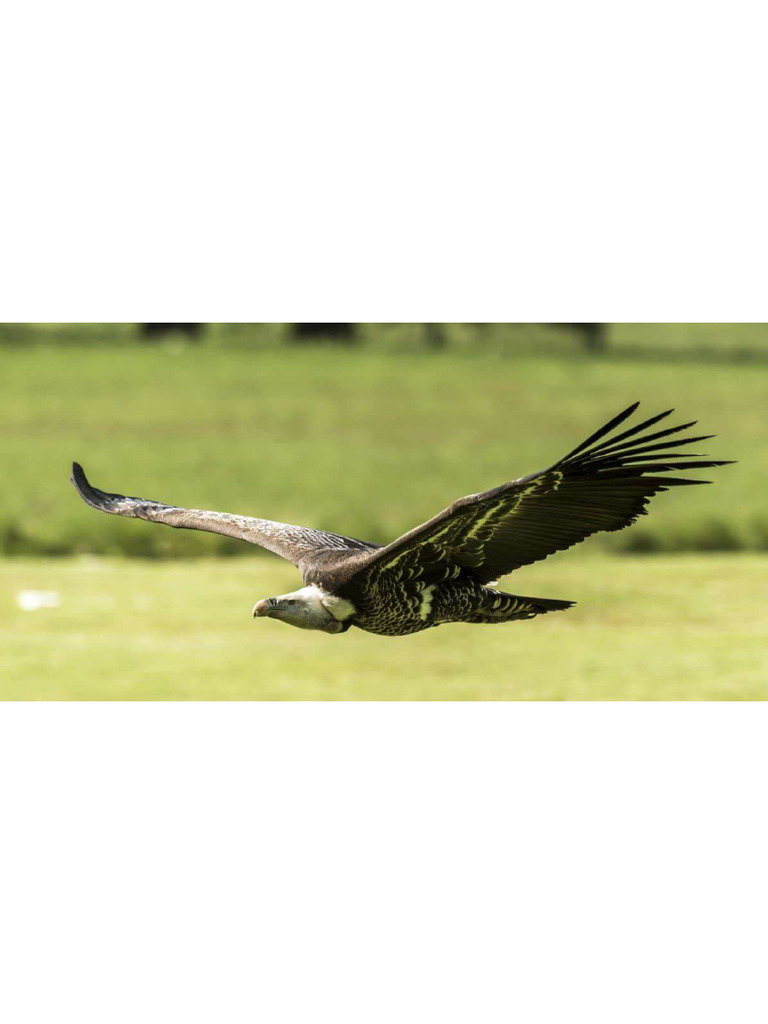 Highest Flying Birds Header | PDF