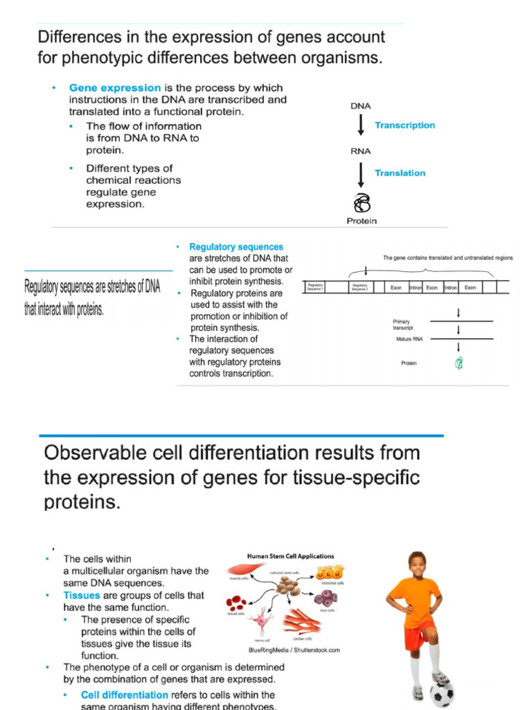 Gene Expression Regulation Mechanisms | PDF | Regulation Of Gene ...
