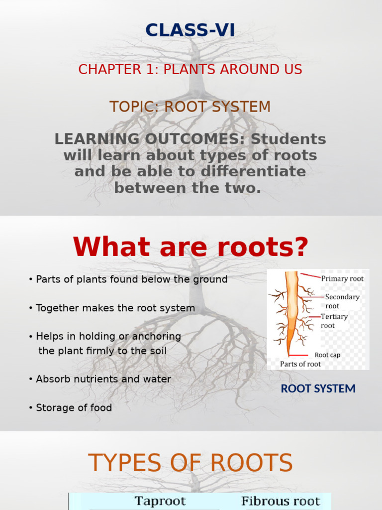 Understanding Plant Root Systems | PDF