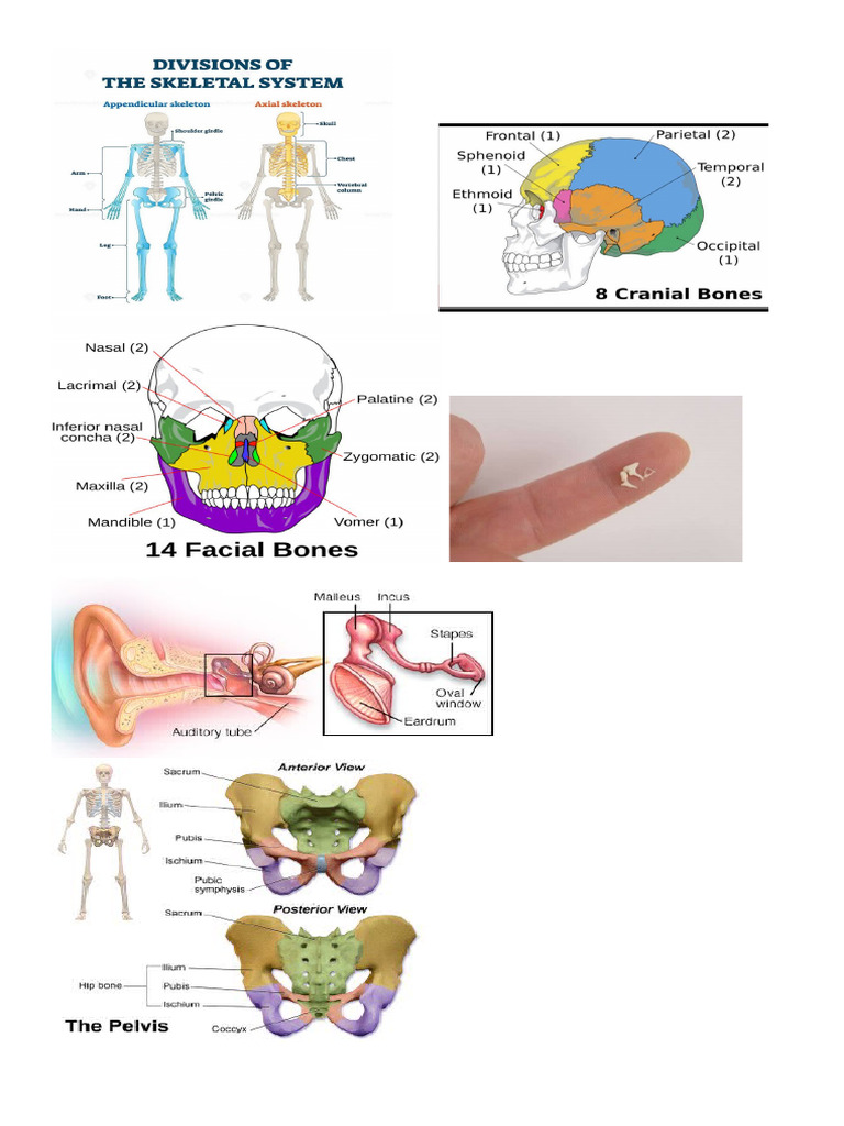 Skeletal Bones Diagram | PDF