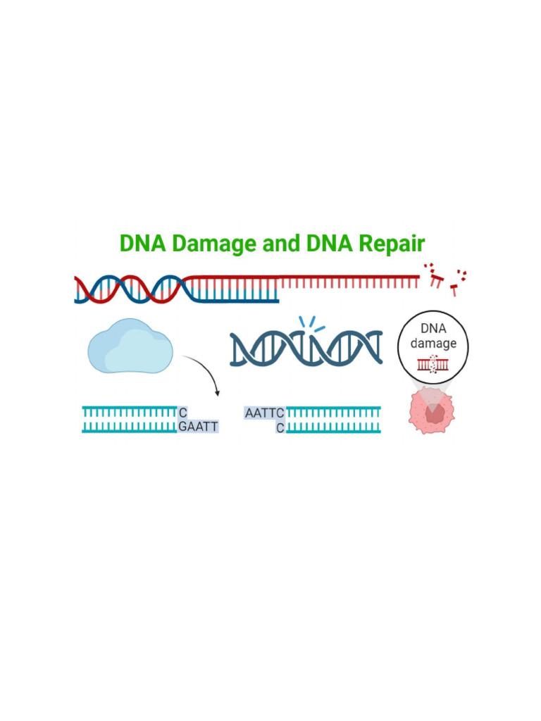 DNA Damage and DNA Repair | PDF | Dna Repair | Dna