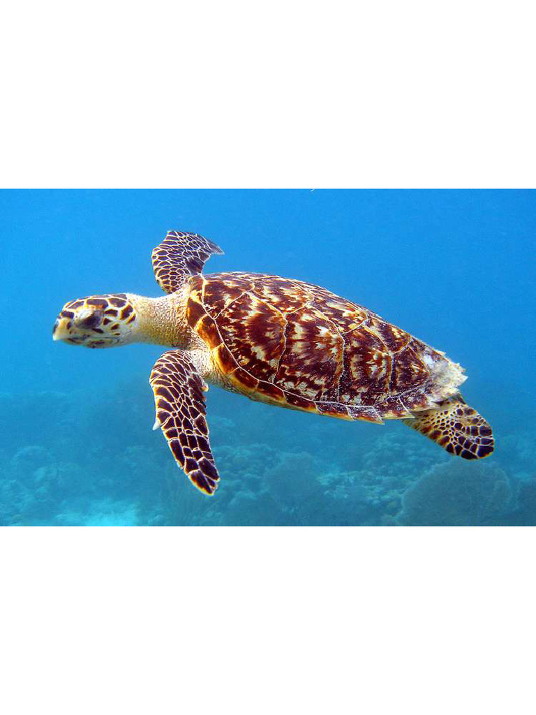 Hawksbill Sea Turtle | PDF