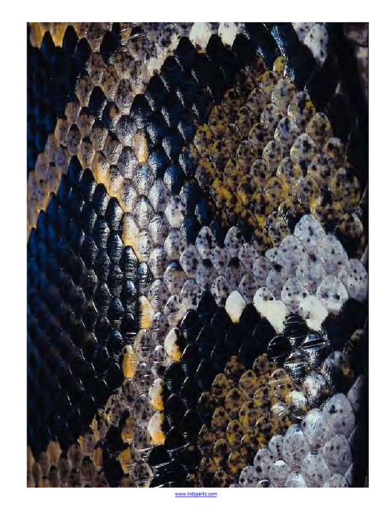 Snakes Skin 2 | PDF