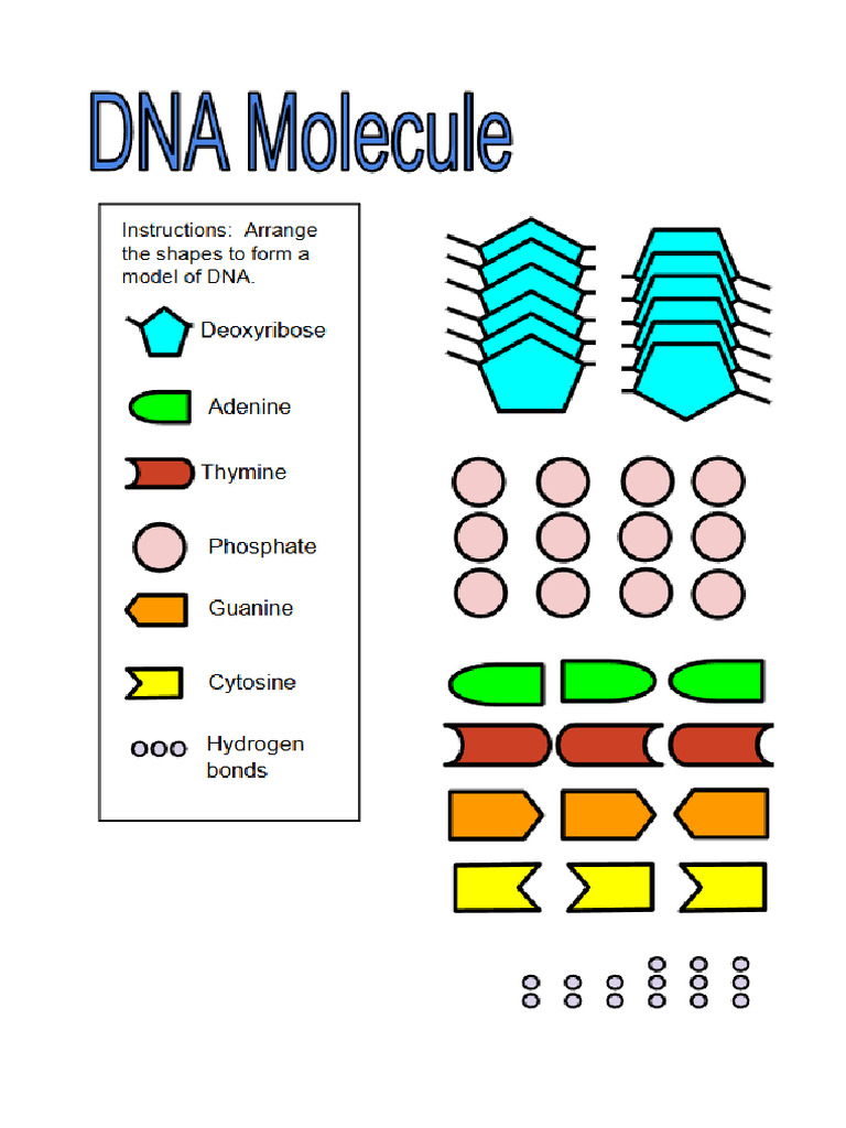 DNA Model Cut and Paste Activity | PDF