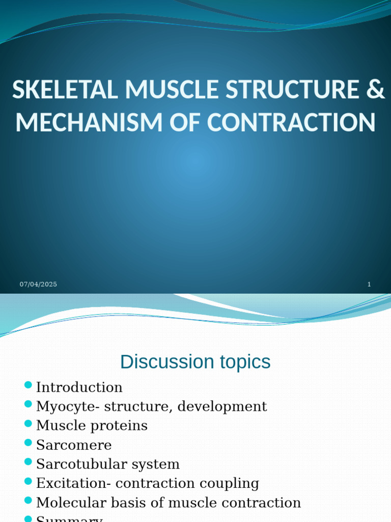 Skeletal Muscle Structure Function | PDF | Muscle Contraction | Skeletal Muscle
