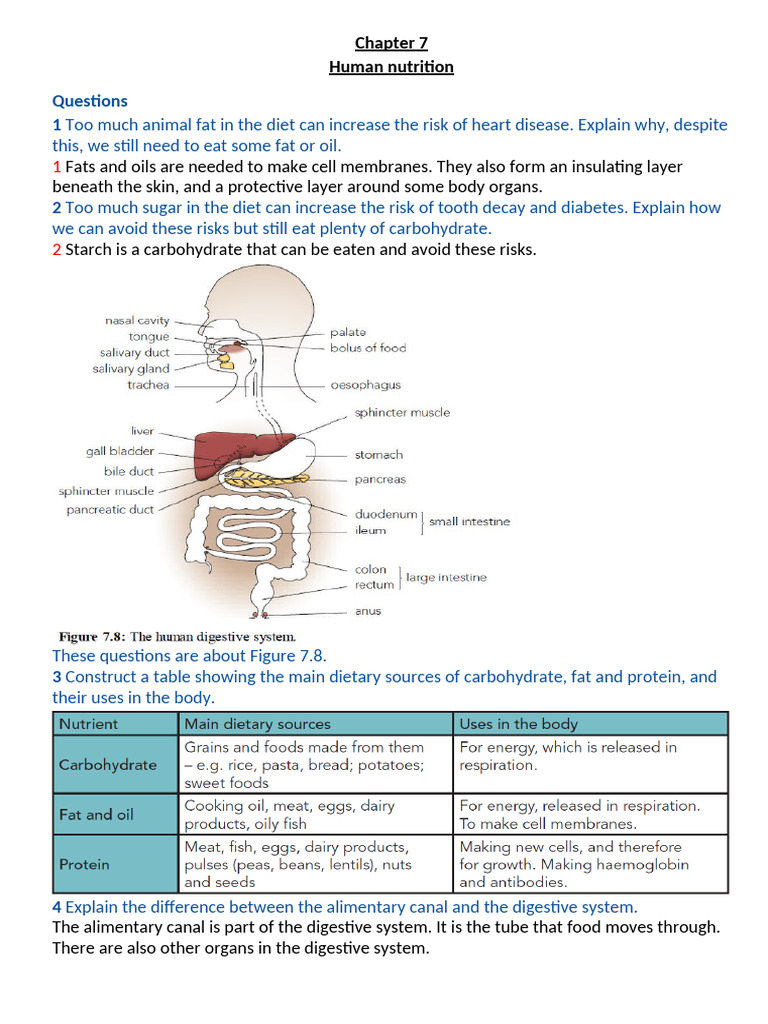 Chapter 7 Human Nutrition Notes | PDF | Digestion | Human Digestive System