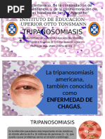 Triatominos: Vectores de Chagas | PDF | Biología