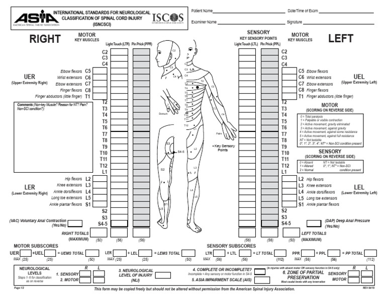 Split 20250407 2331 | PDF | Human Anatomy | Musculoskeletal System