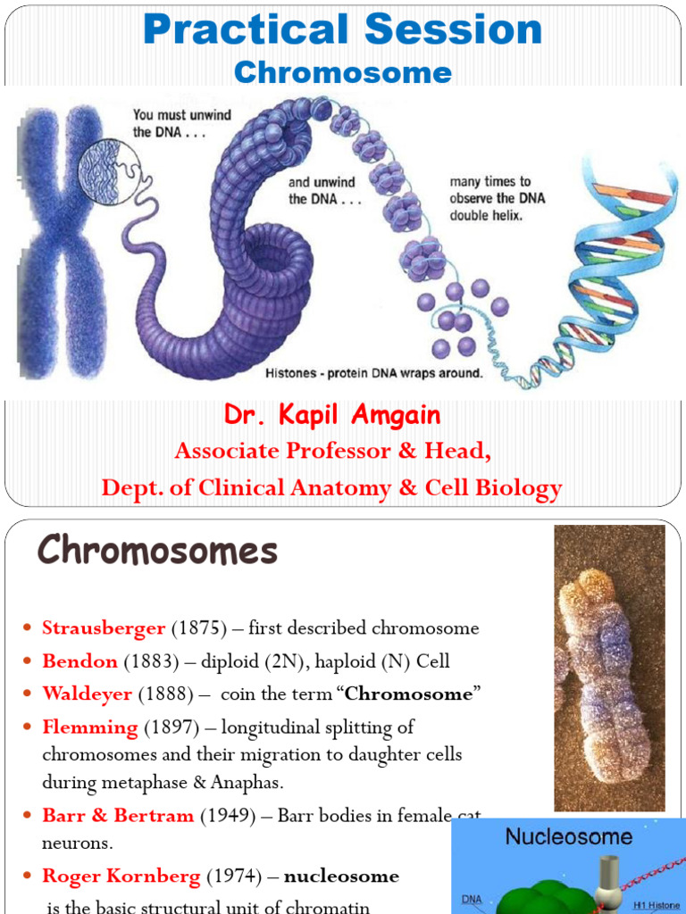 Understanding Chromosomes: Structure & Function | PDF | Chromosome ...