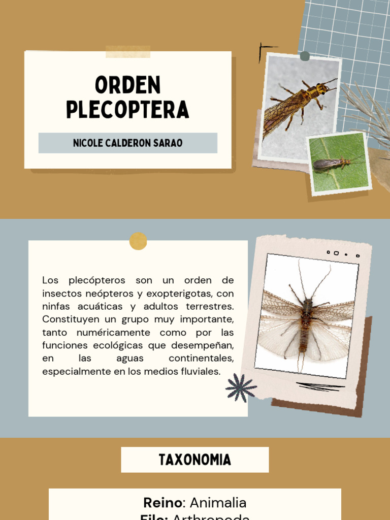 Orden Plecoptera - 20241106 - 231528 - 0000 | PDF