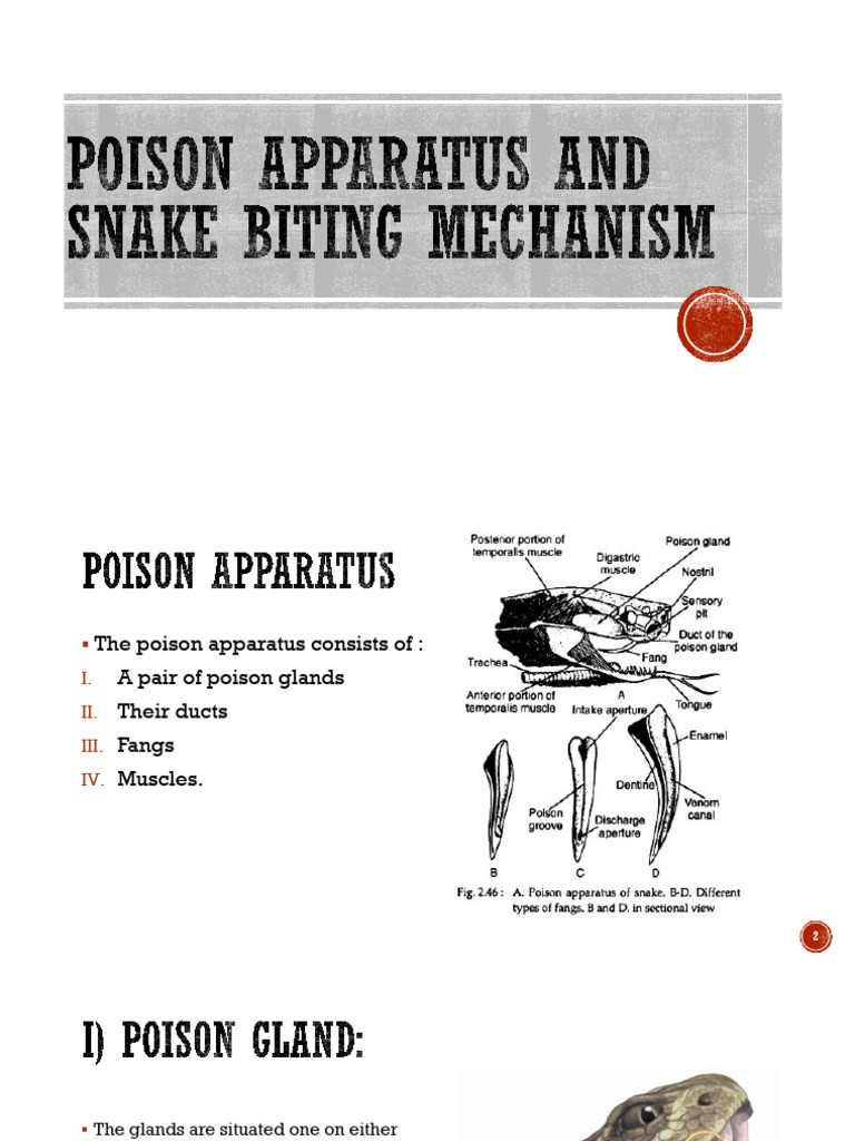 Poison apparatus and snake biting mechanism | PDF | Snake