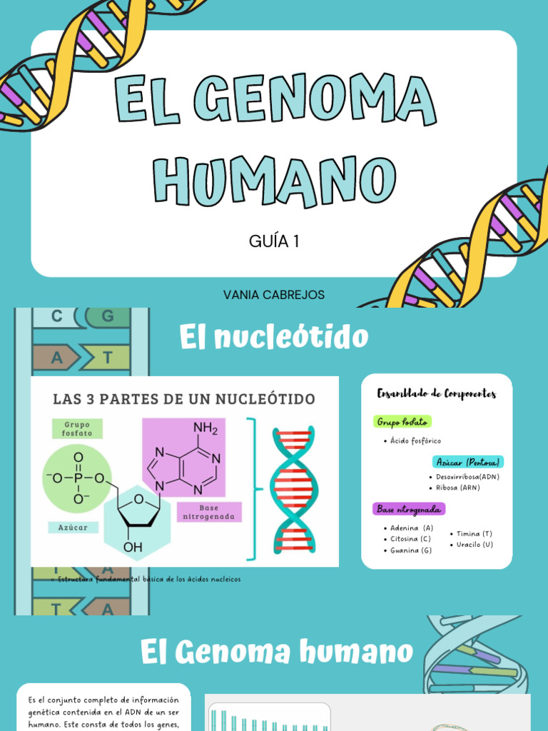Estructura y Función del Genoma Humano | PDF | Rna | Adn