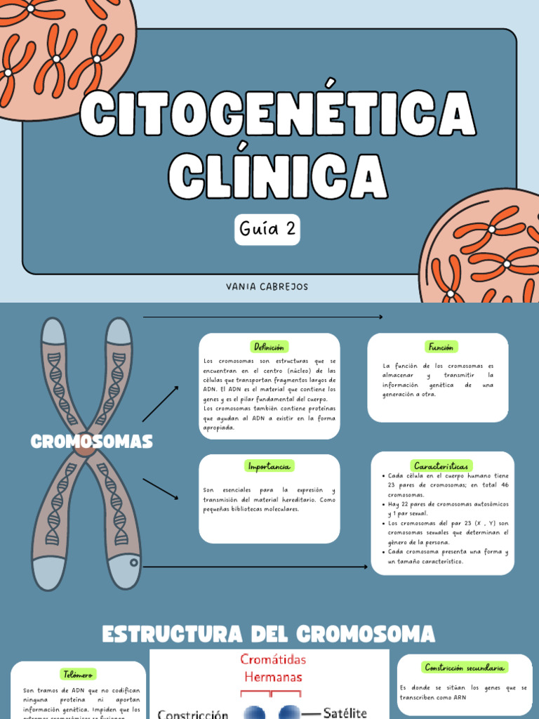 GUÍA 2 - Embriología | PDF | Cromosoma | Síndrome de Down
