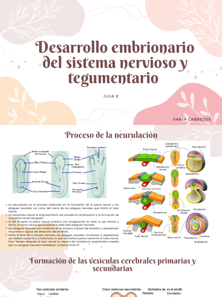 GUIA 8 - Embriología | PDF | Cerebro | Sistema nervioso