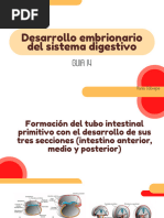 Persistencia del Conducto Onfalomesentérico | PDF | Anatomía ...