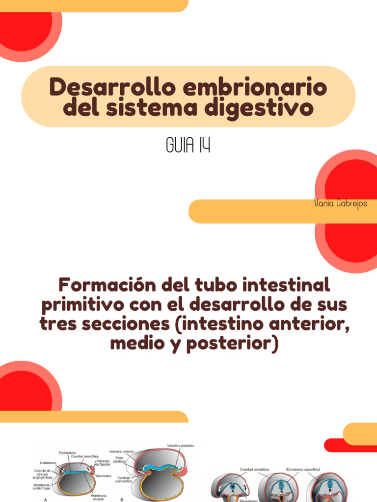 GUIA 14 - Embriología | PDF | Tracto gastrointestinal | Intestino grueso