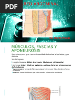 Anatomía de la fascia transversalis | PDF | Abdomen | Sistema ...