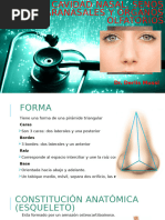 Anatomía y Fisiología de Nariz y Senos Paranasales | PDF | Nariz humana | Otorrinolaringología