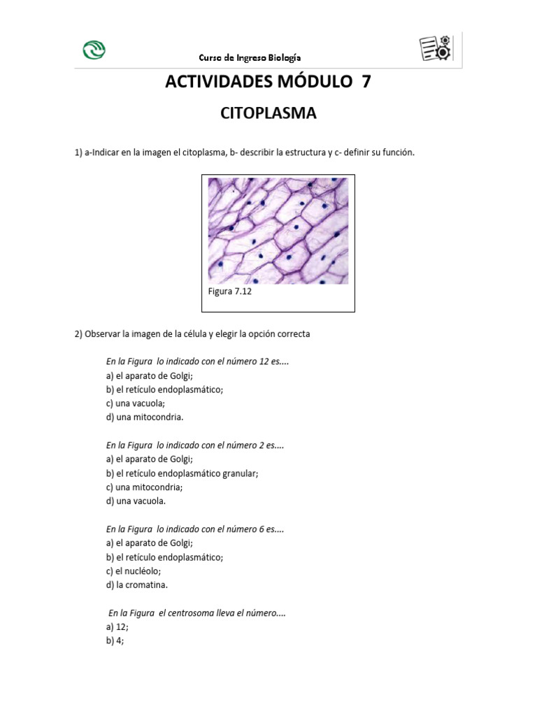Actividades Modulo 7 Citoplasma | PDF | Retículo endoplásmico | Citoplasma