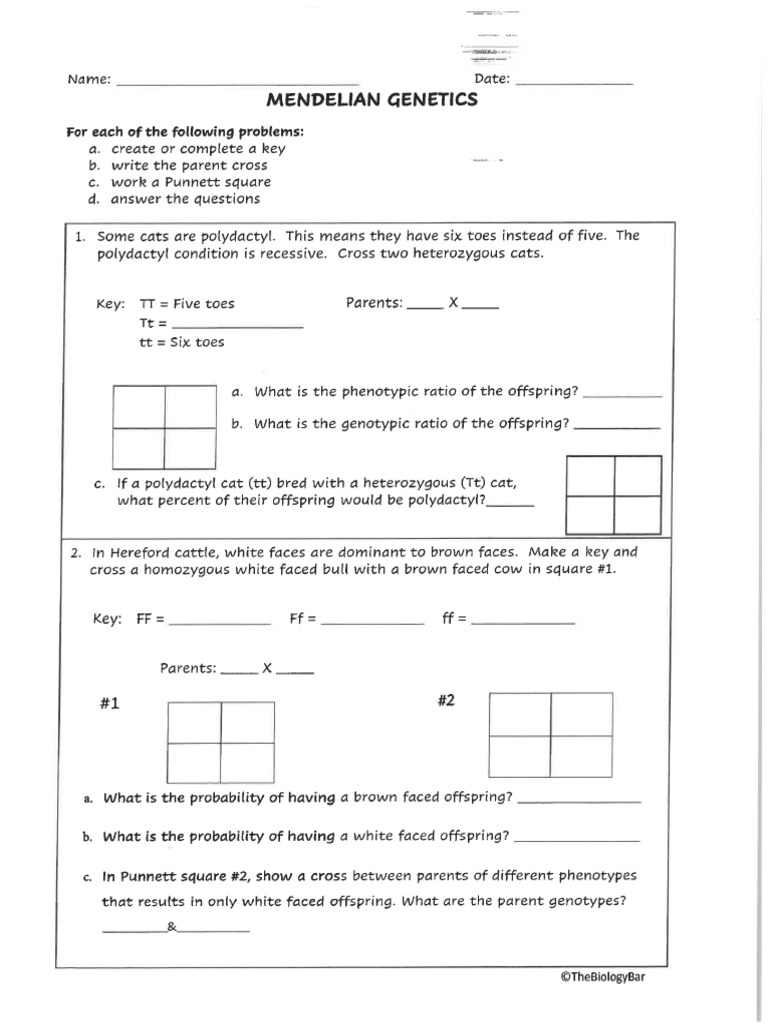 Mendelian Genetics Practice | PDF