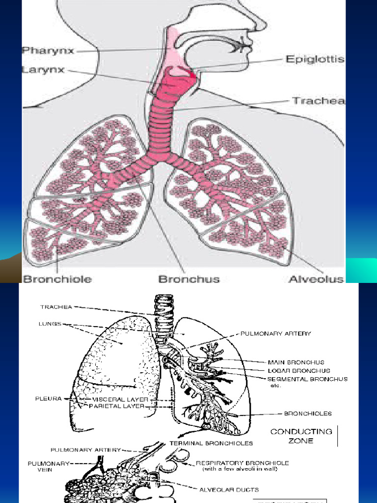 Bronchial Tree Structure and Histology | PDF