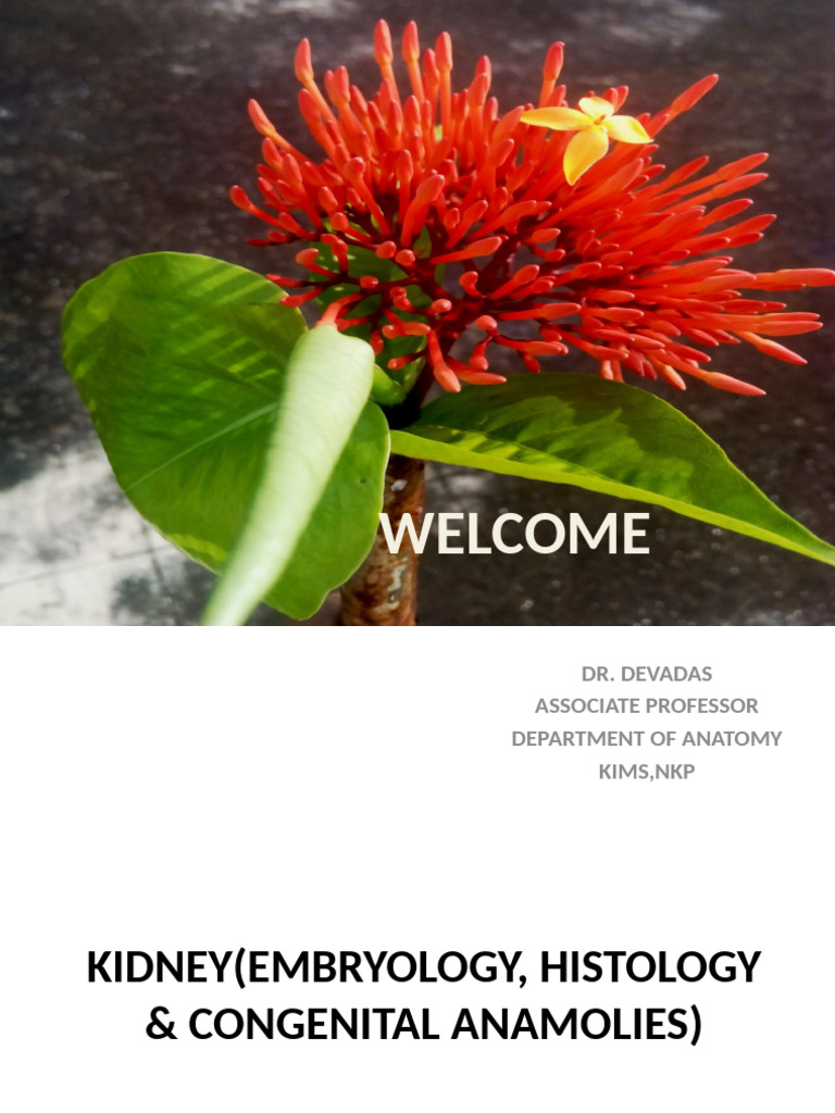 Kidney E H A, DR. DEVADAS | PDF