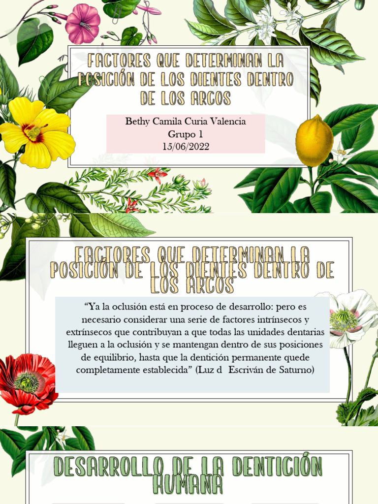 Factores Que Determinan La Posición de Los Dientes Dentro de Los Arcos ...