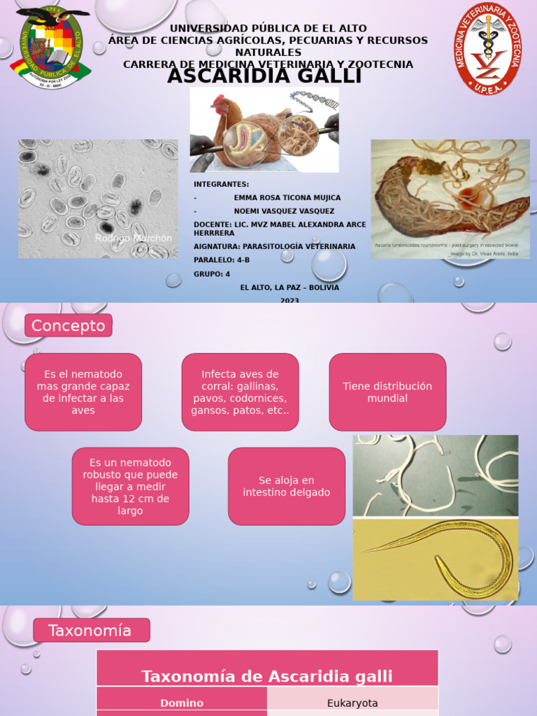 ascaridia galli diapositivas | PDF