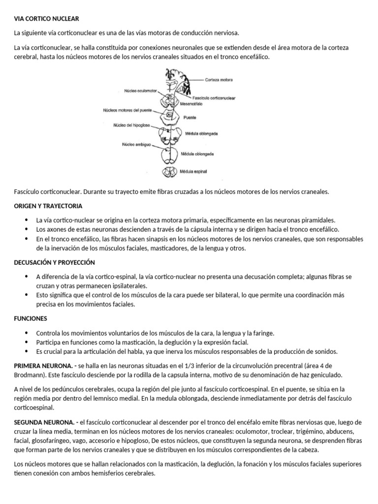 Vía Corticonuclear: Estructura y Función | PDF | Cerebro | Neurociencia