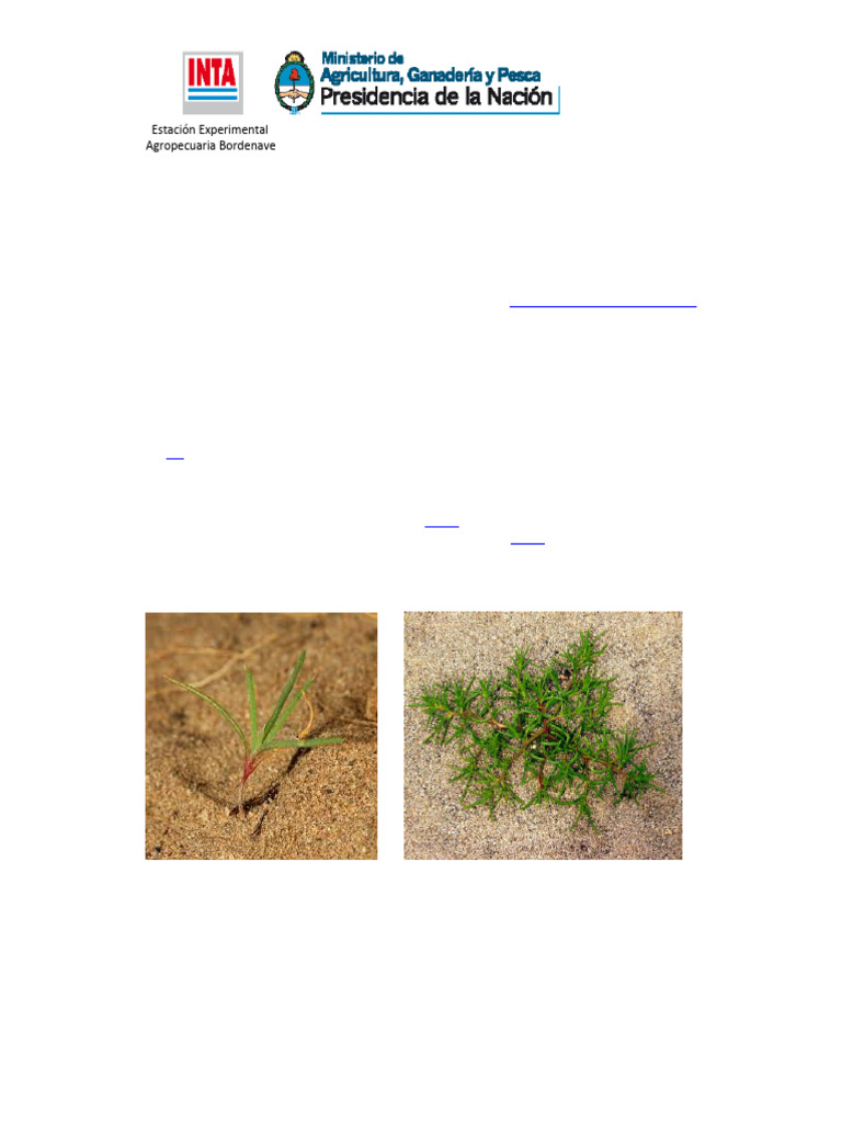 Informacion Cardo Ruso | PDF | Pasto | Vacas